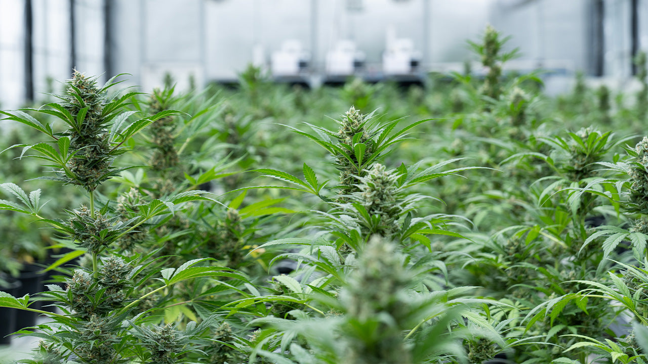 Delta-8 vs Delta-9: Your Roadmap to THC Clarity